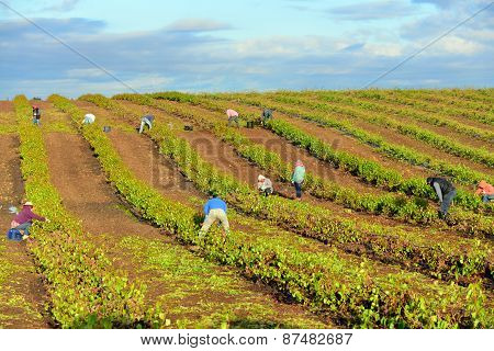 Mexican Farm Workers Image & Photo (Free Trial) | Bigstock
