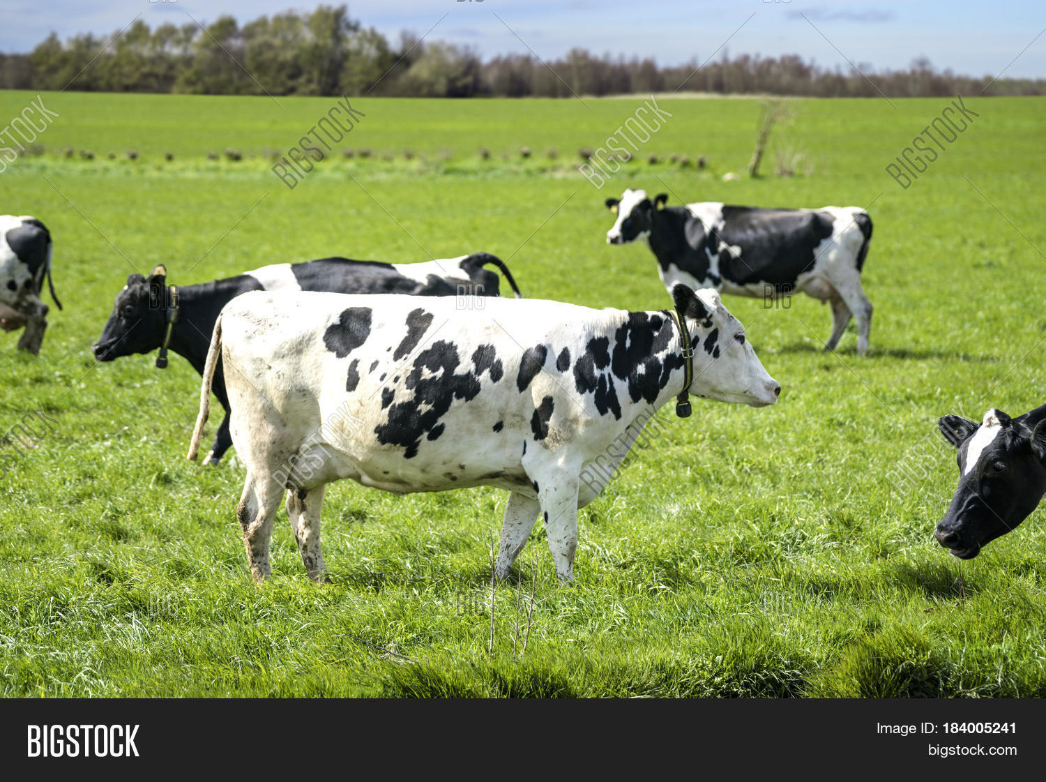 White Cow Black Spots Image & Photo (Free Trial) | Bigstock
