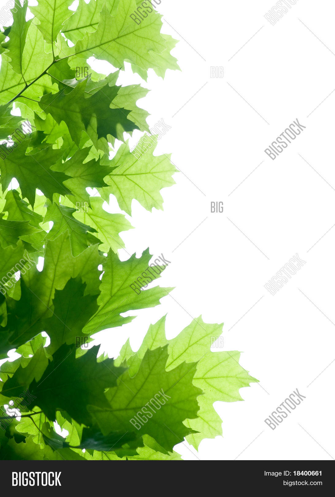 Oak Branch Isolated On Image & Photo (Free Trial) | Bigstock