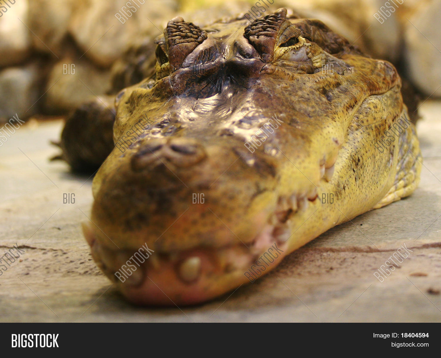 Crocodile Portrait Image & Photo (Free Trial) | Bigstock
