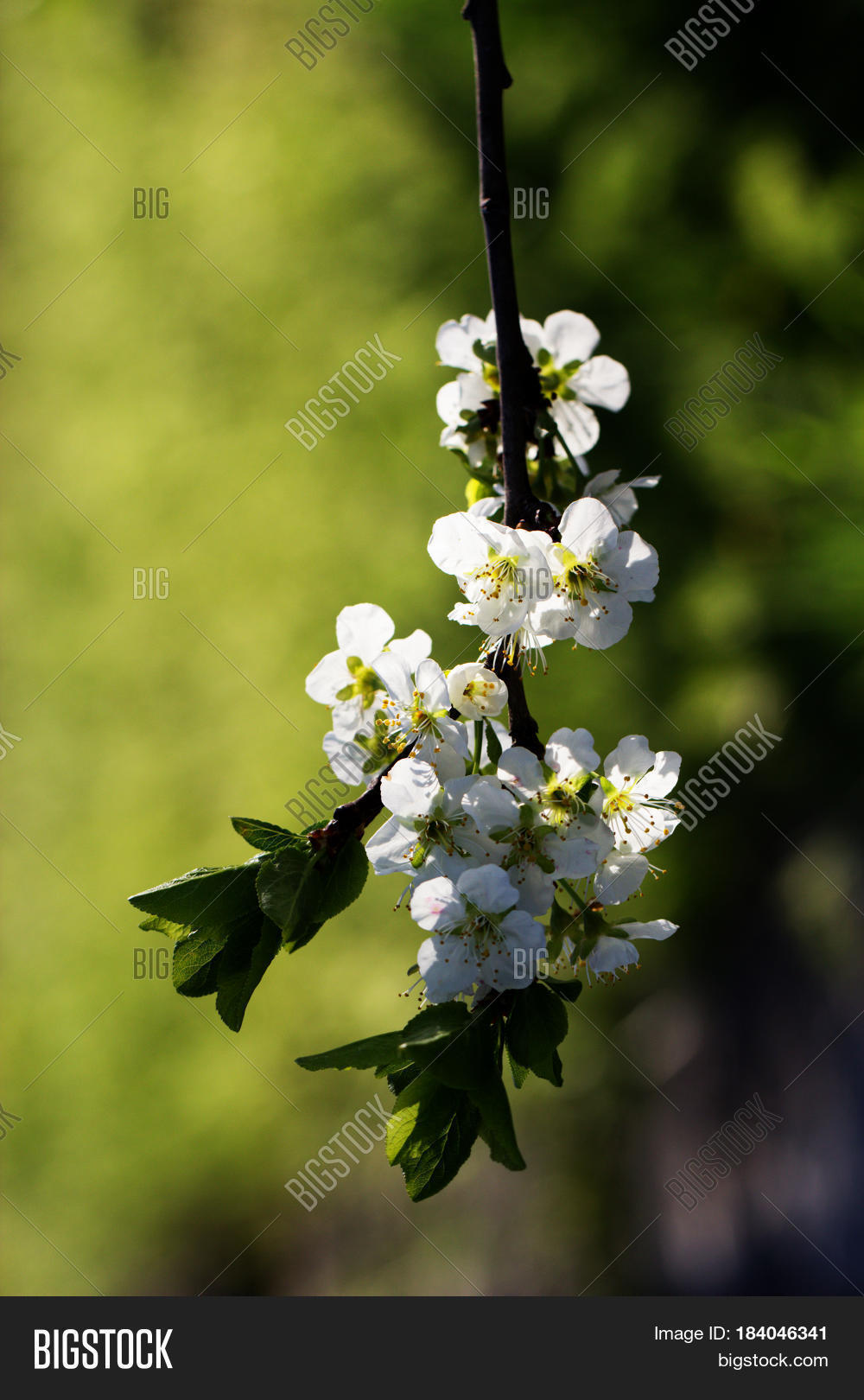 Flowers Young Pear Image & Photo (Free Trial) | Bigstock