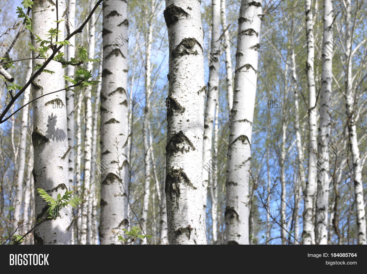 Trunks Birch Trees Image & Photo (Free Trial) | Bigstock
