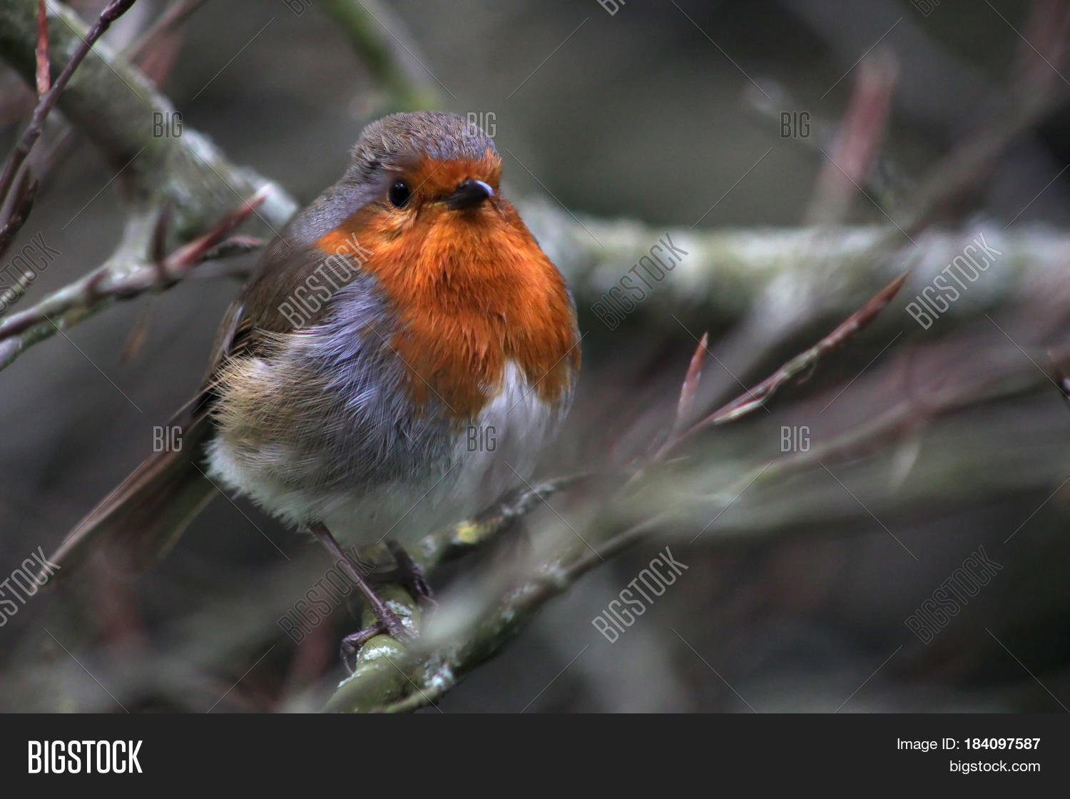 Red-breasted Robin Image & Photo (Free Trial) | Bigstock