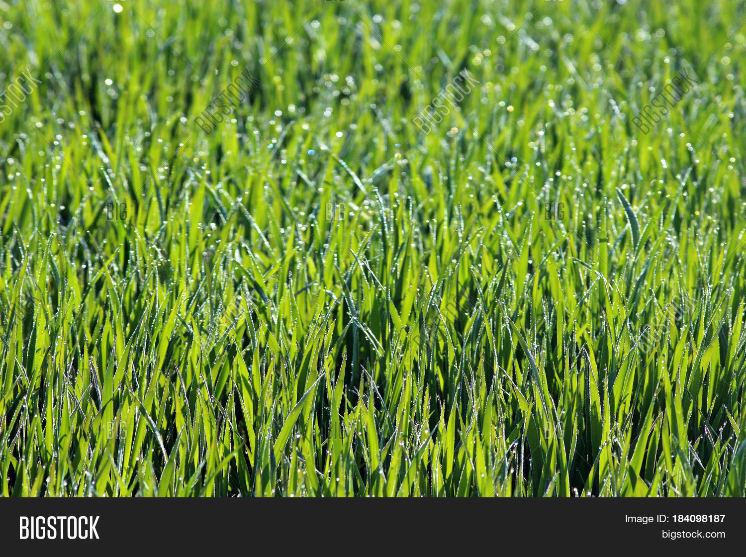 Green Crop Field Image & Photo (Free Trial) | Bigstock