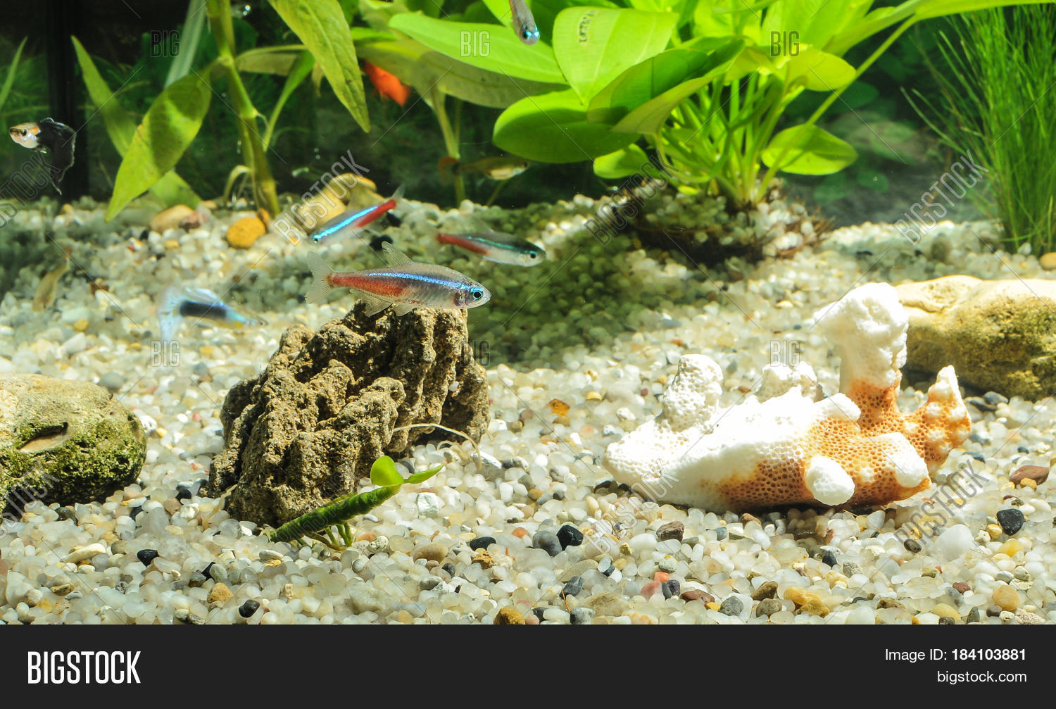 Aquarium Many Fish Image & Photo (Free Trial) | Bigstock
