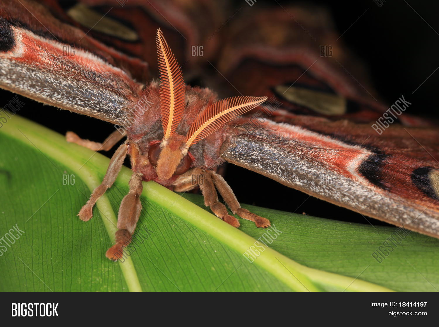 Giant Silkworm Moth Image & Photo (Free Trial) | Bigstock