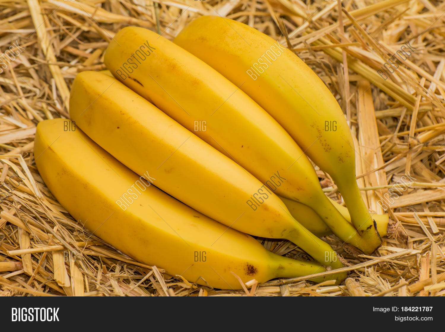 Organic Bananas (latin Image & Photo (Free Trial) | Bigstock