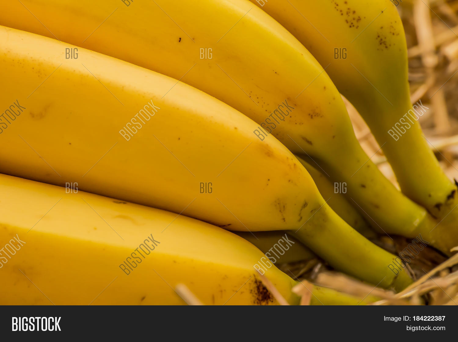 Organic Bananas (latin Image & Photo (Free Trial) | Bigstock