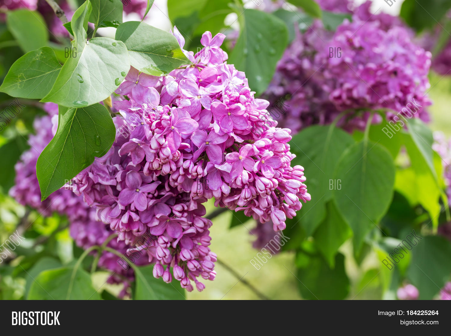 Beautiful Bunch Lilac Image & Photo (Free Trial) | Bigstock