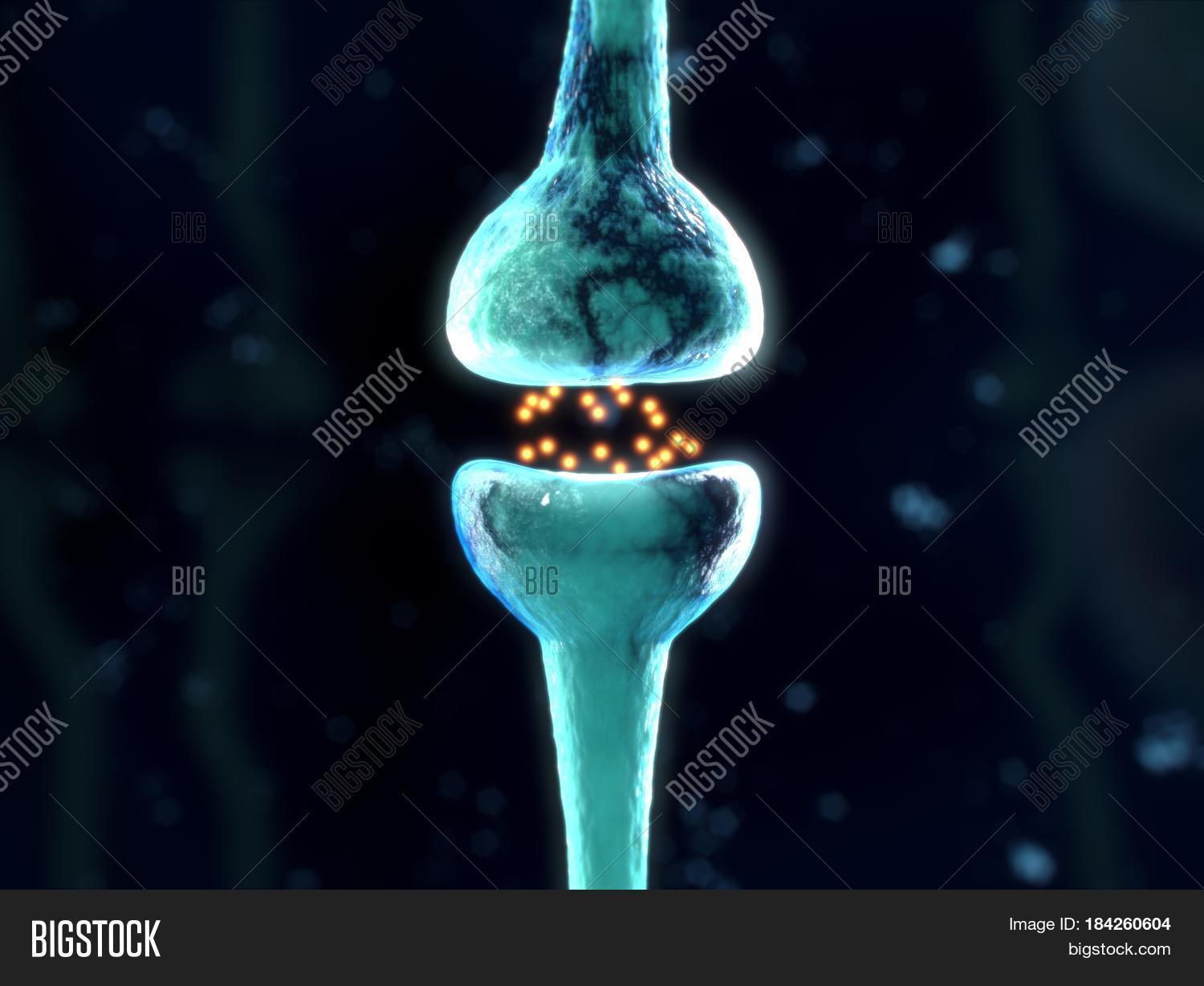 Synapse. Signals Brain Image & Photo (Free Trial) | Bigstock