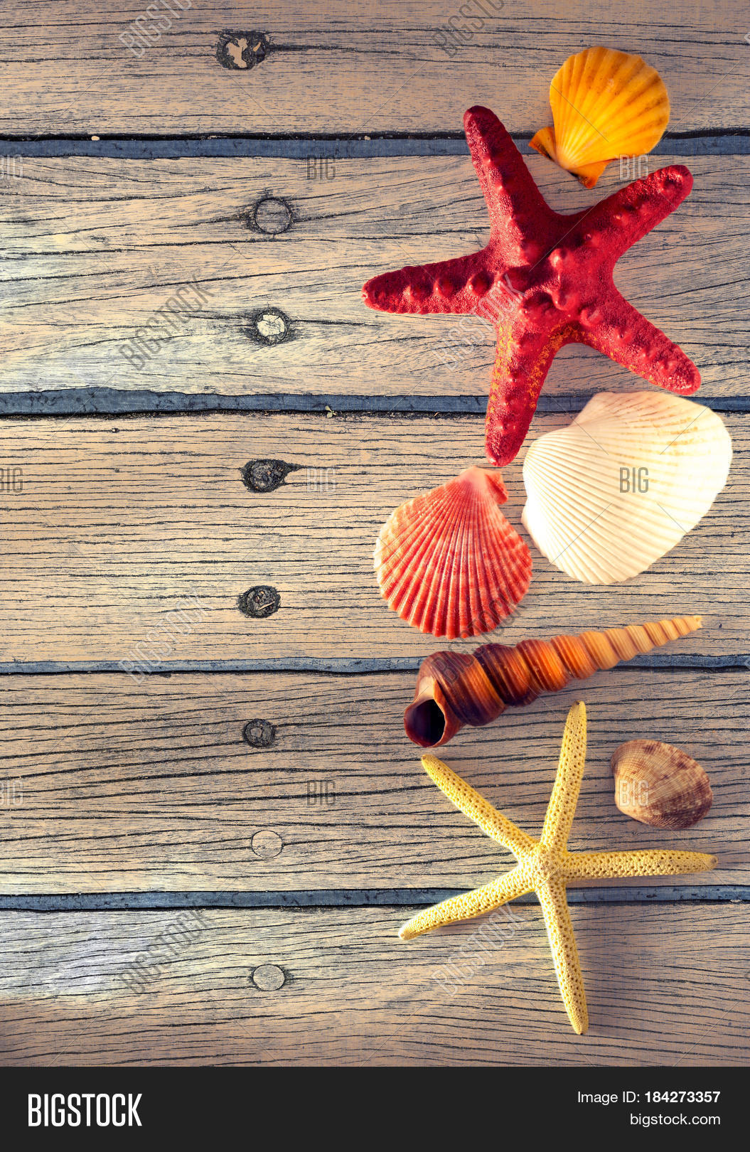 Collection Sea Shells Image & Photo (Free Trial) | Bigstock