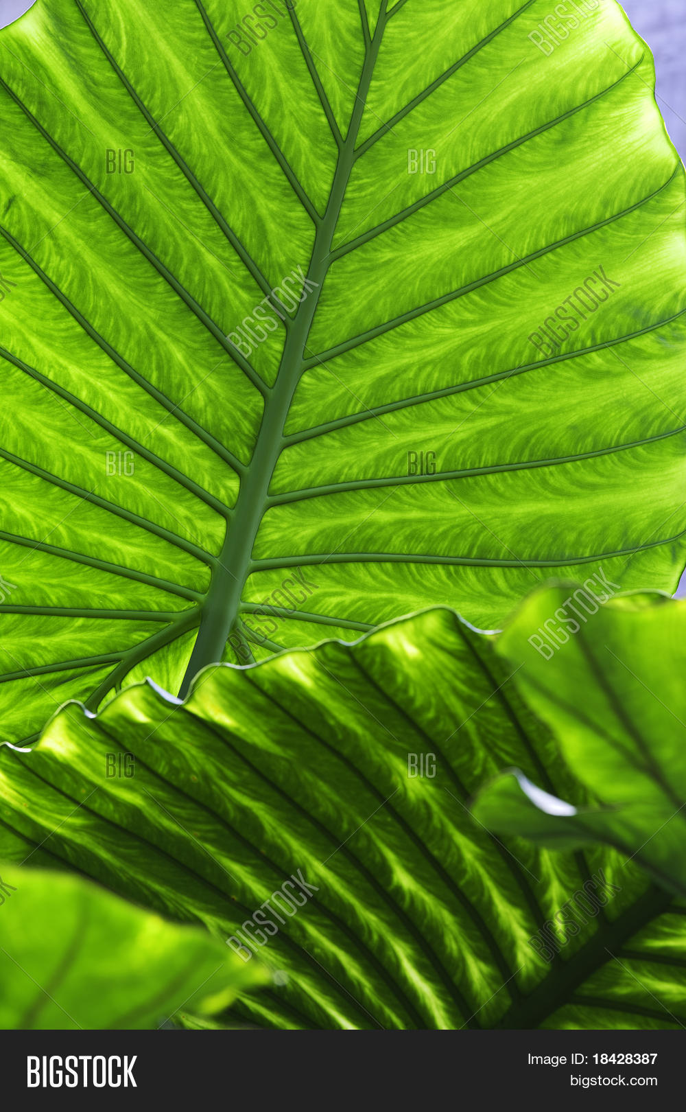 Tropical Leaf Green Image & Photo (Free Trial) | Bigstock