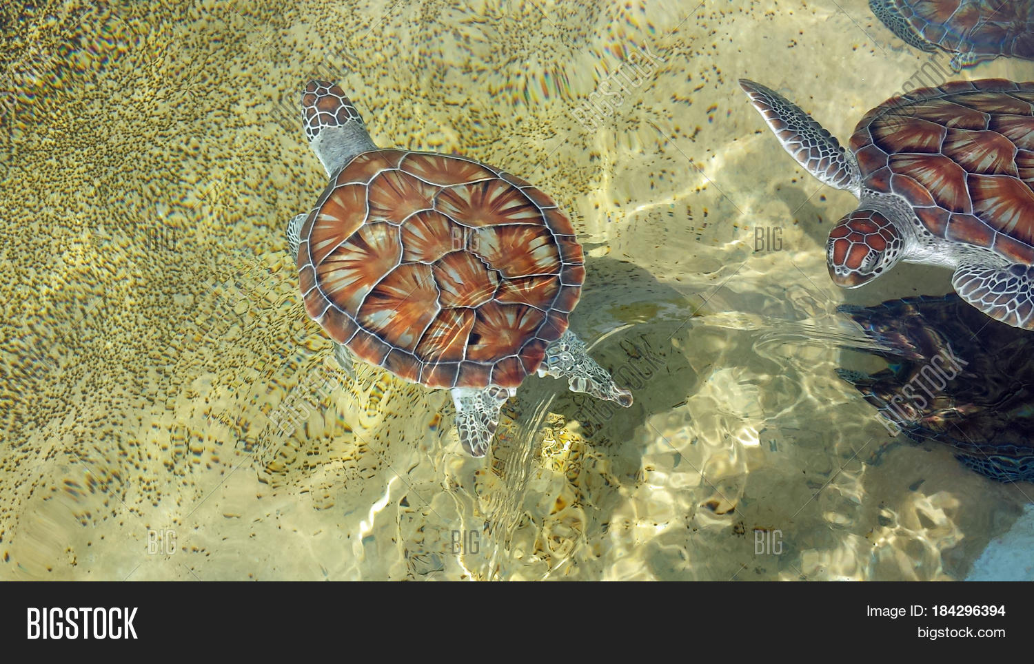 Chelonia Mydas, Known Image & Photo (Free Trial) | Bigstock