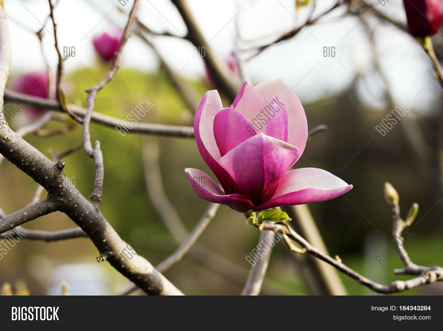 Beautiful Magnolia Image & Photo (Free Trial) | Bigstock