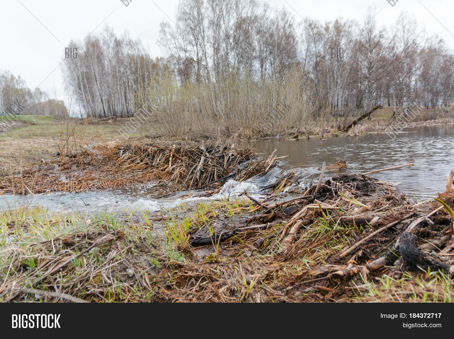 Beaver Dam. Dam Image & Photo (Free Trial) | Bigstock