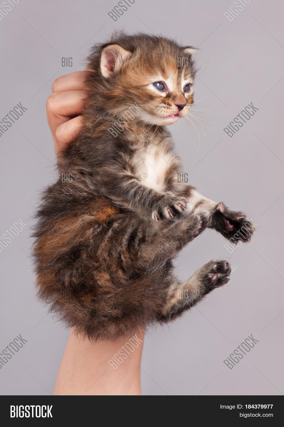 Scared Little Kitten Image & Photo (Free Trial) | Bigstock