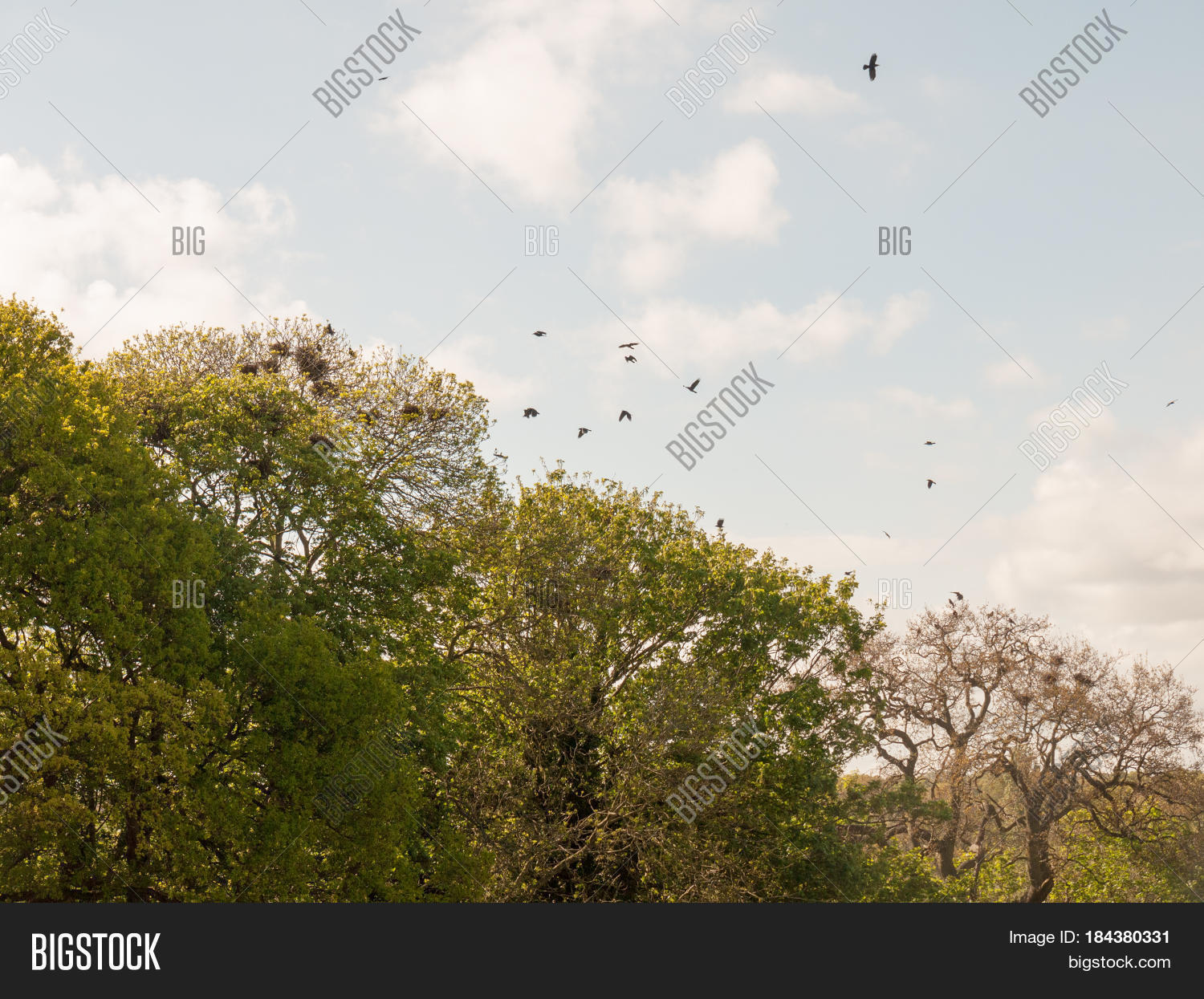 Imagen y foto Crows Flying Above (prueba gratis) | Bigstock