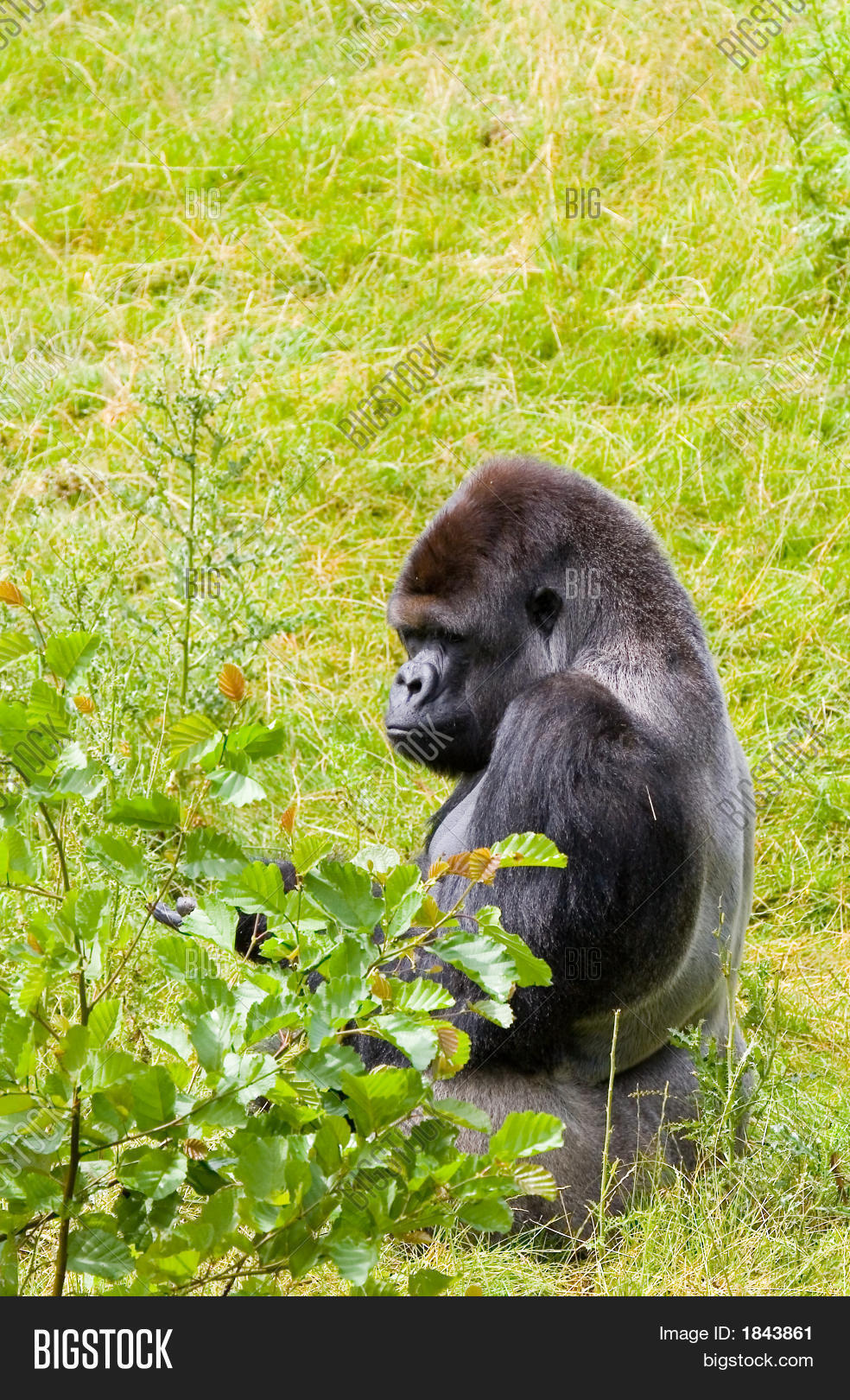 Gray Back Gorilla Image & Photo (Free Trial) | Bigstock