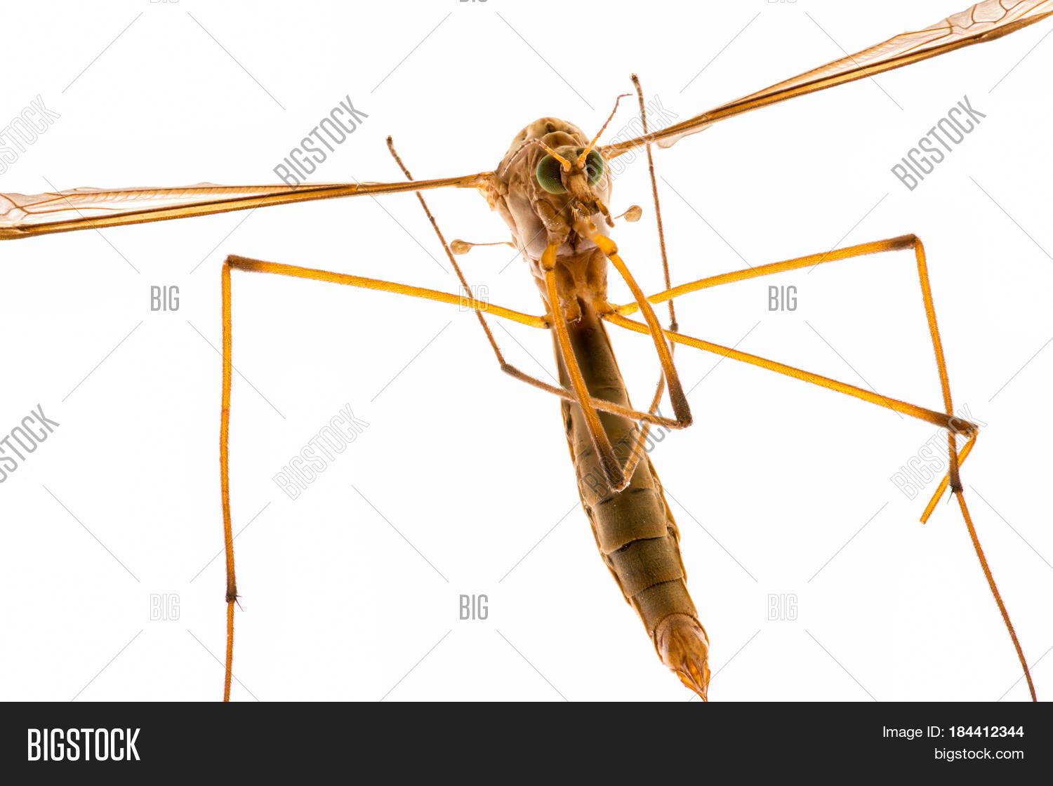 Mosquito Macro Insect Image & Photo (Free Trial) | Bigstock