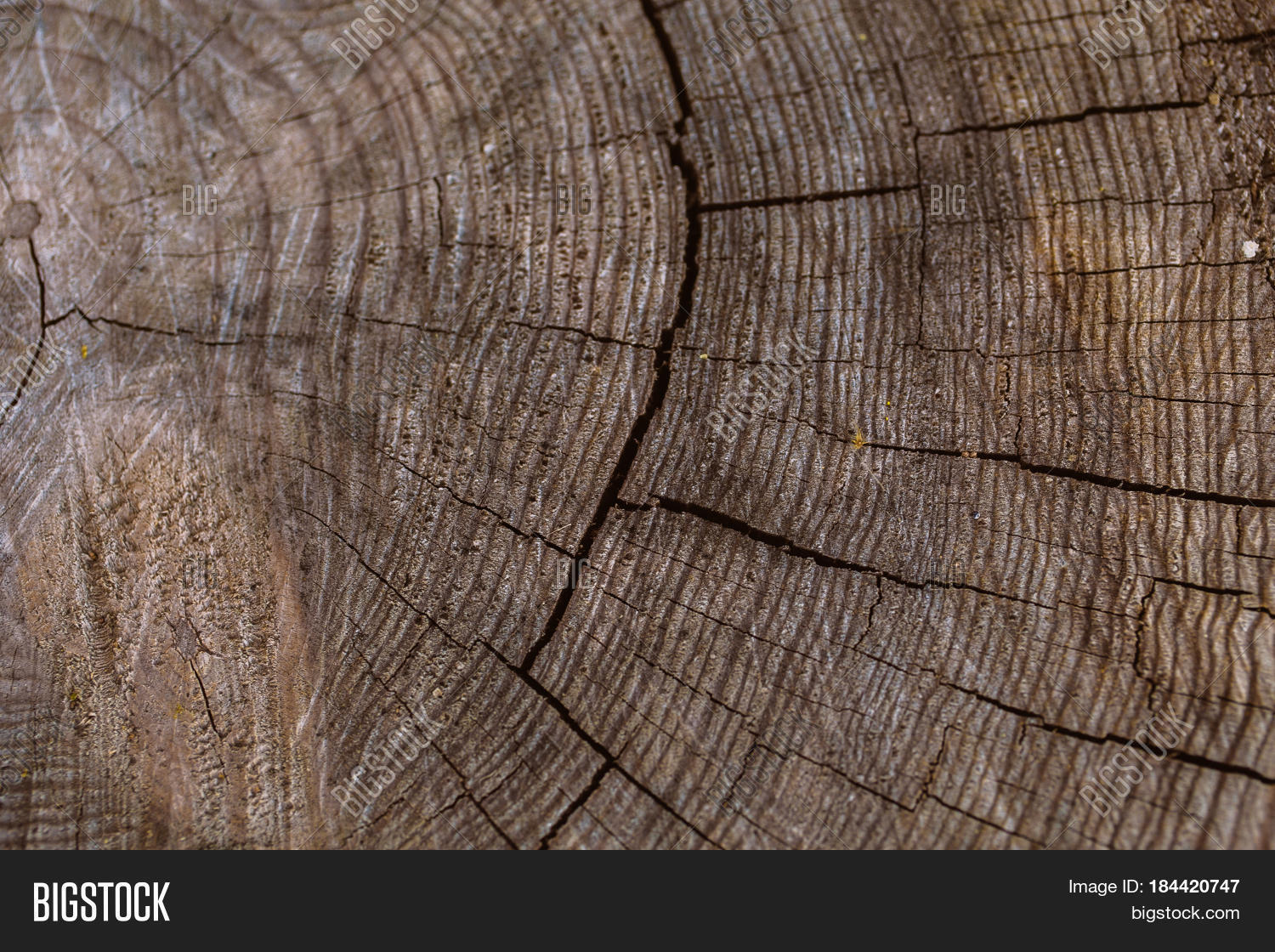 Tree Trunk Background Image & Photo (Free Trial) | Bigstock