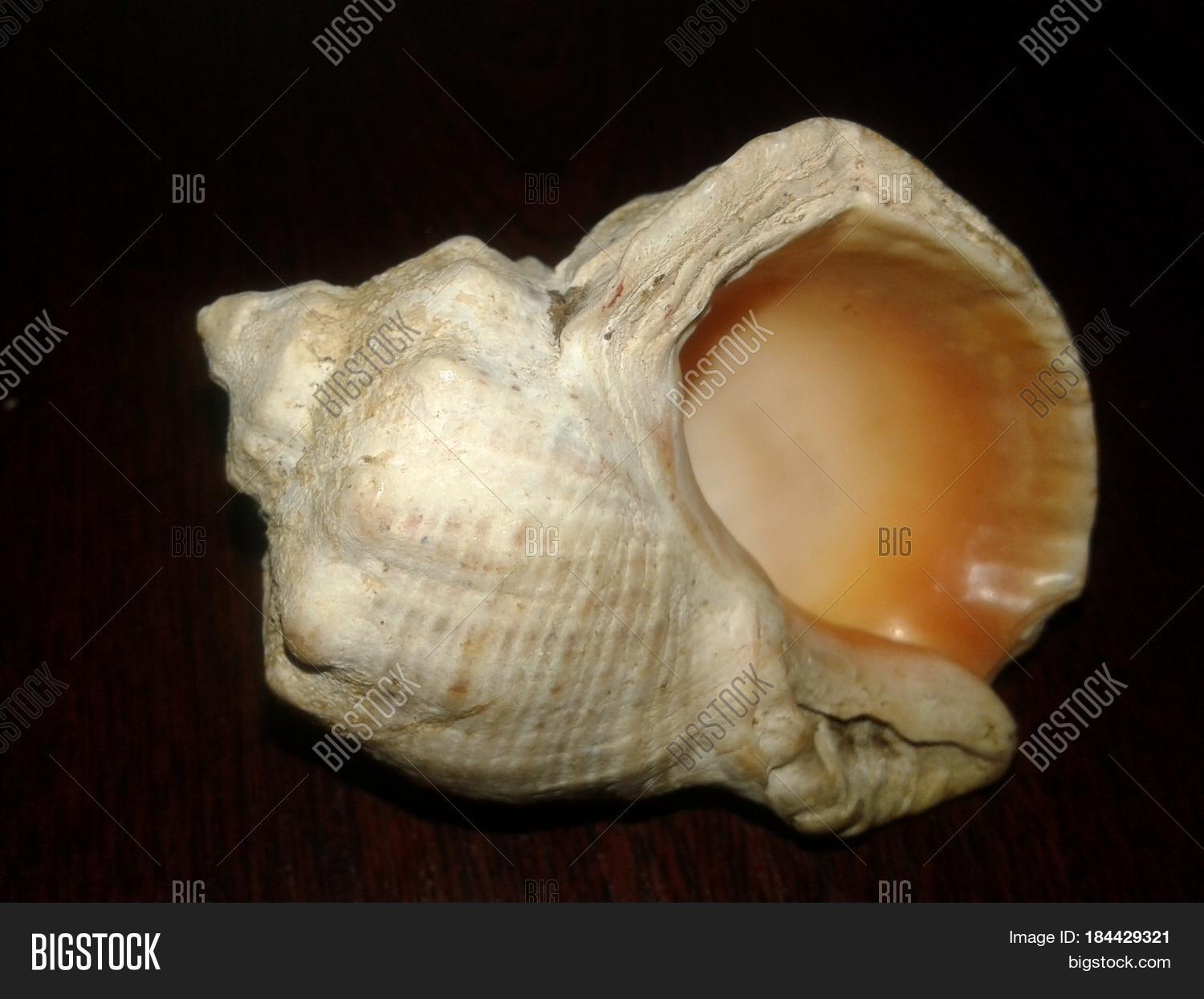 Shell - External Image & Photo (Free Trial) | Bigstock