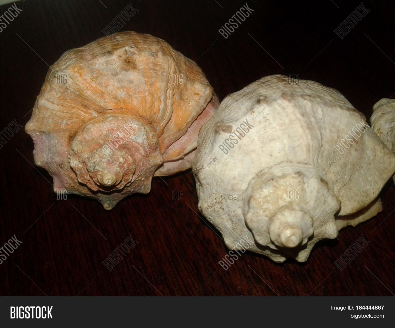 Shell - External Image & Photo (Free Trial) | Bigstock