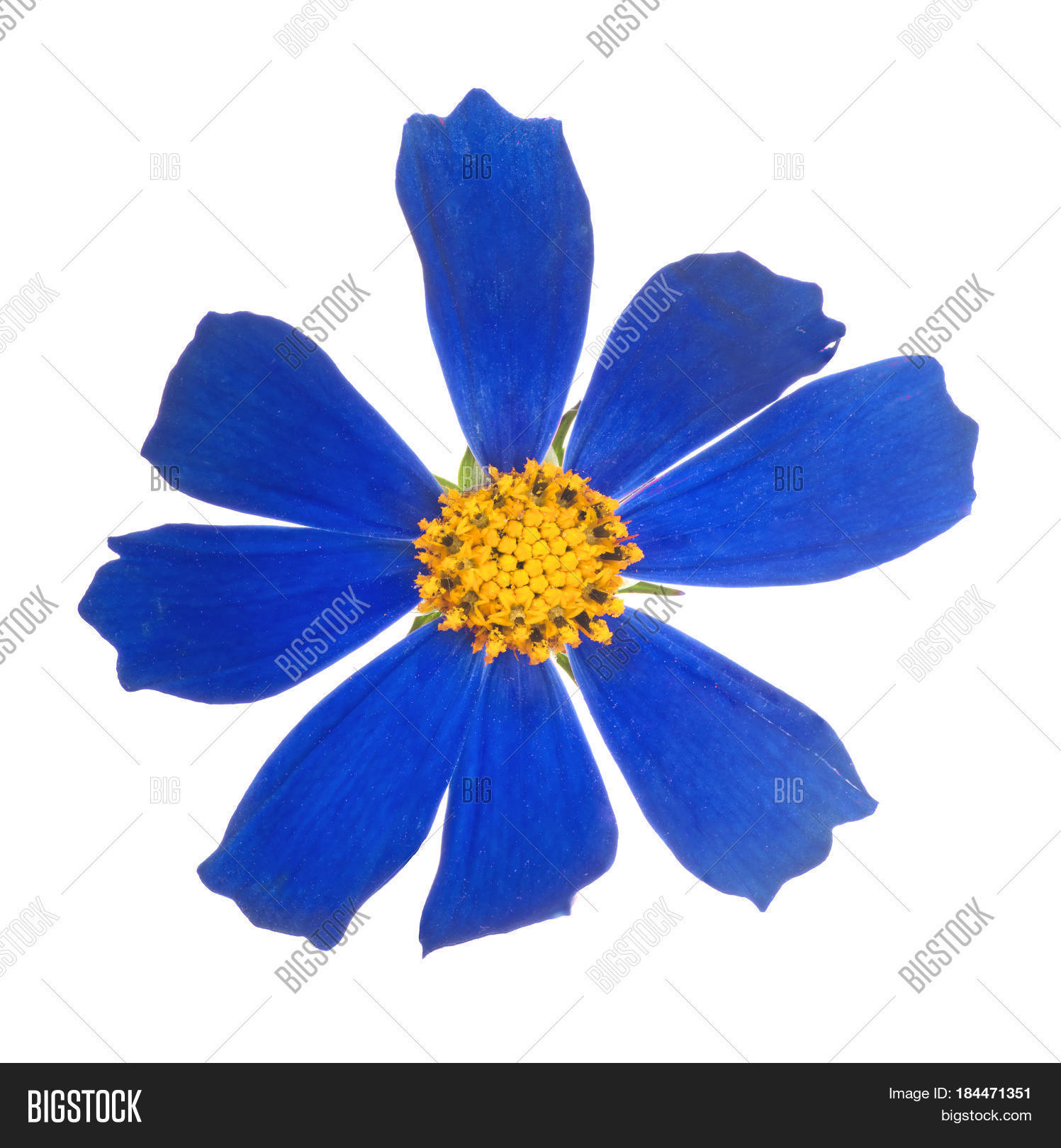 Dark Blue Flower Image & Photo (Free Trial) | Bigstock