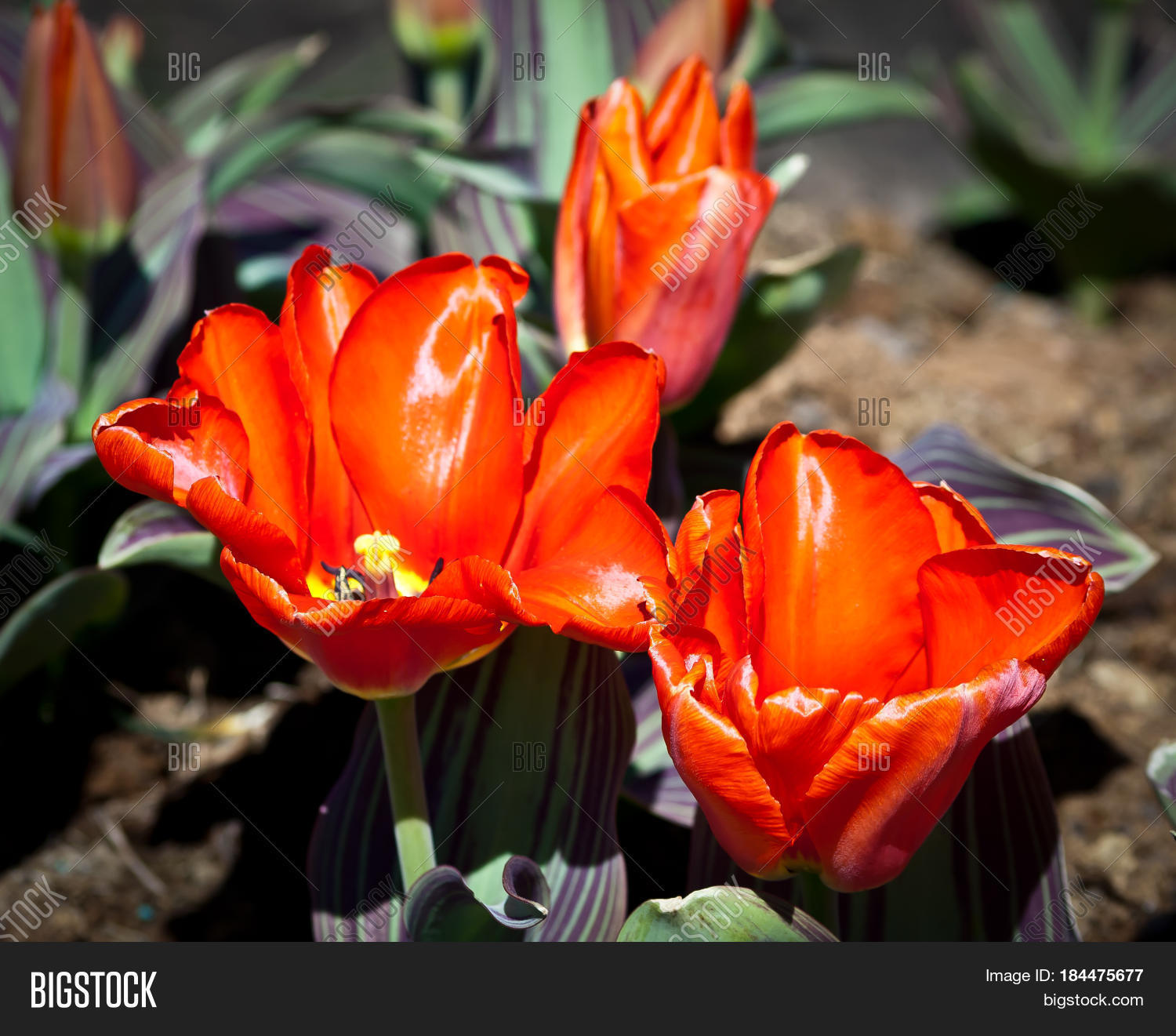 Two Bright Red Tulips Image & Photo (Free Trial) | Bigstock