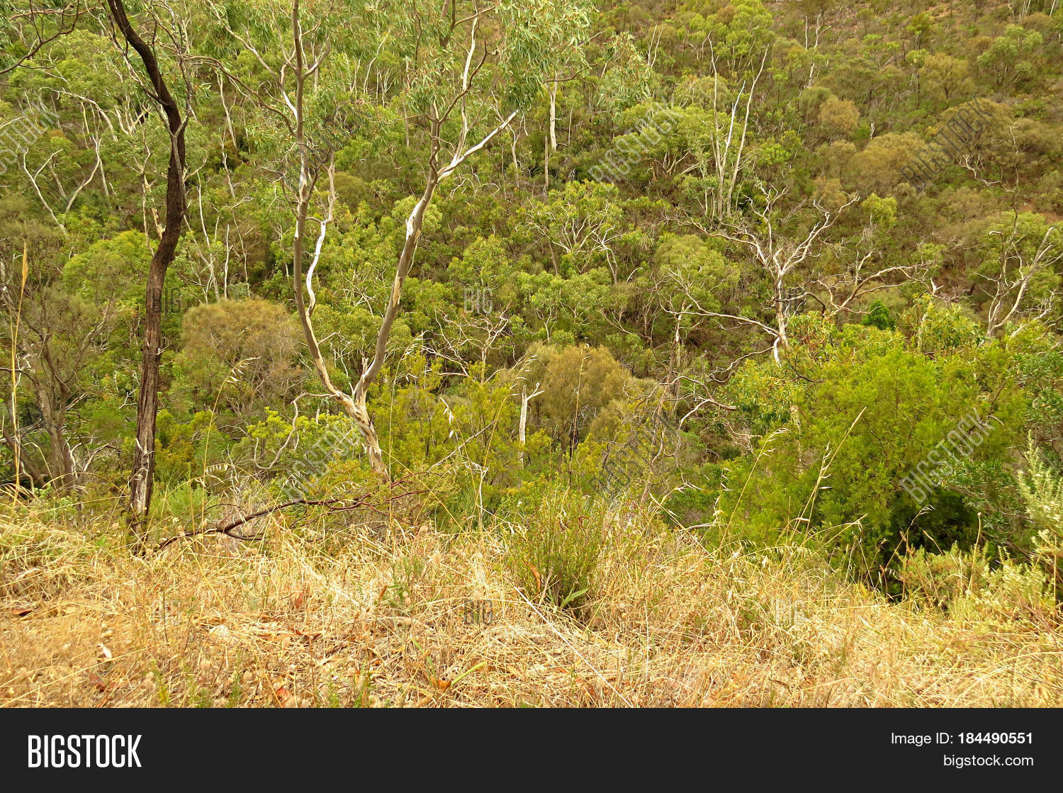 View Dry Brown Australian Bush Land Image & Photo | Bigstock