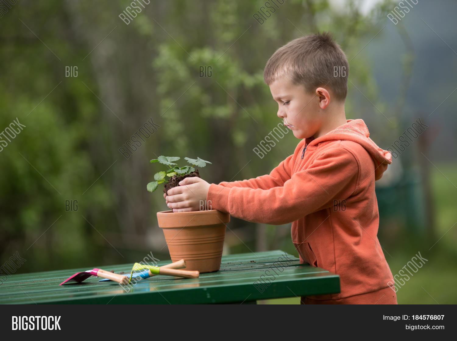 Young Boy Planting Image & Photo (Free Trial) | Bigstock