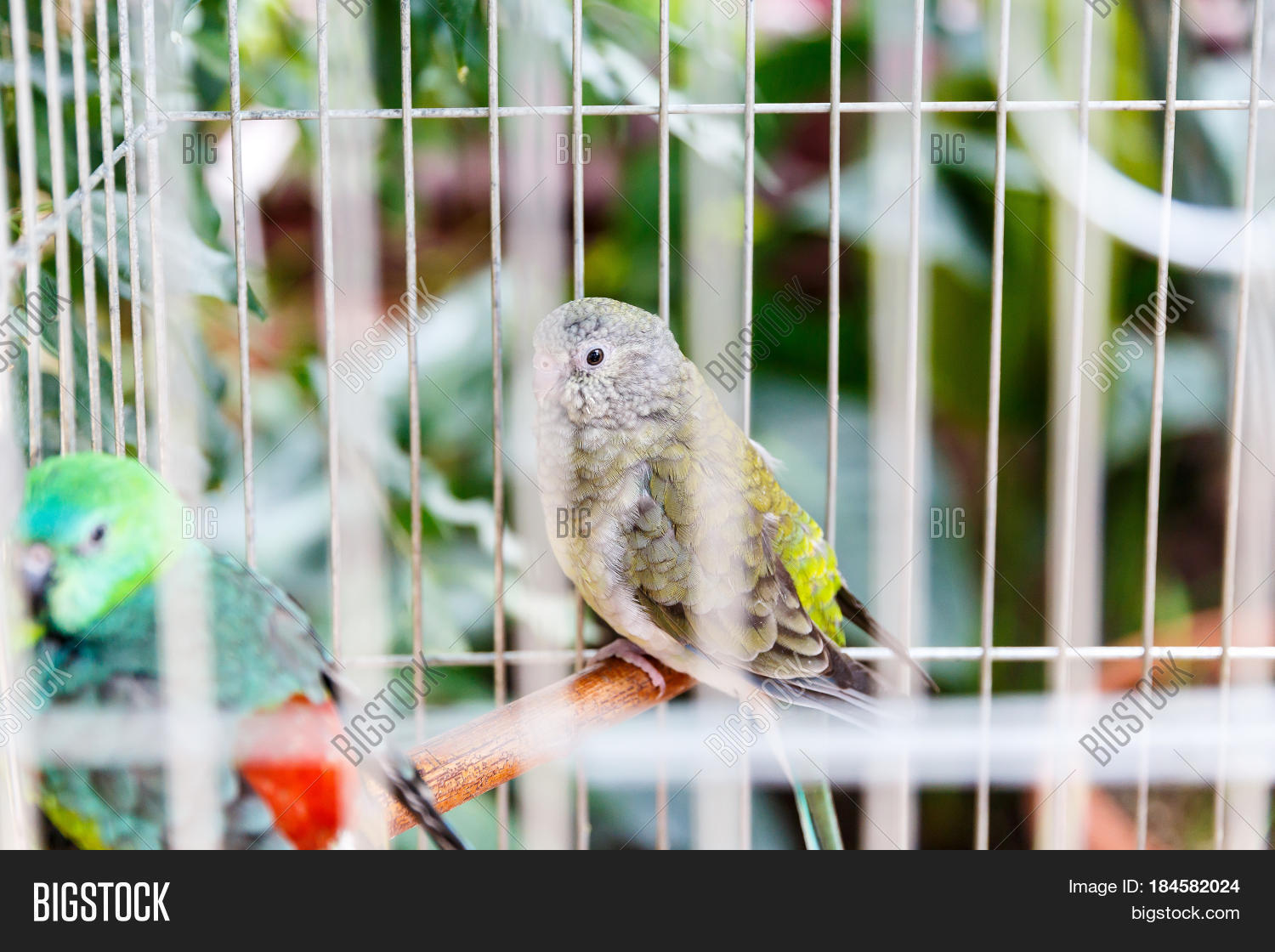 Cheerful Parrots Rare Image & Photo (Free Trial) | Bigstock