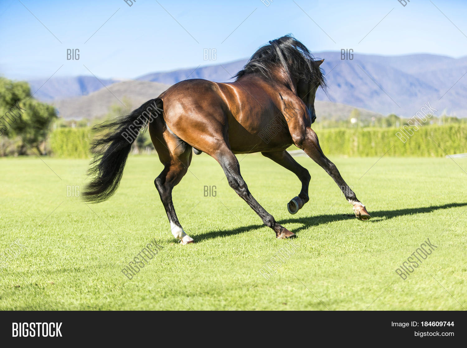 Thoroughbred Wild Image & Photo (Free Trial) | Bigstock