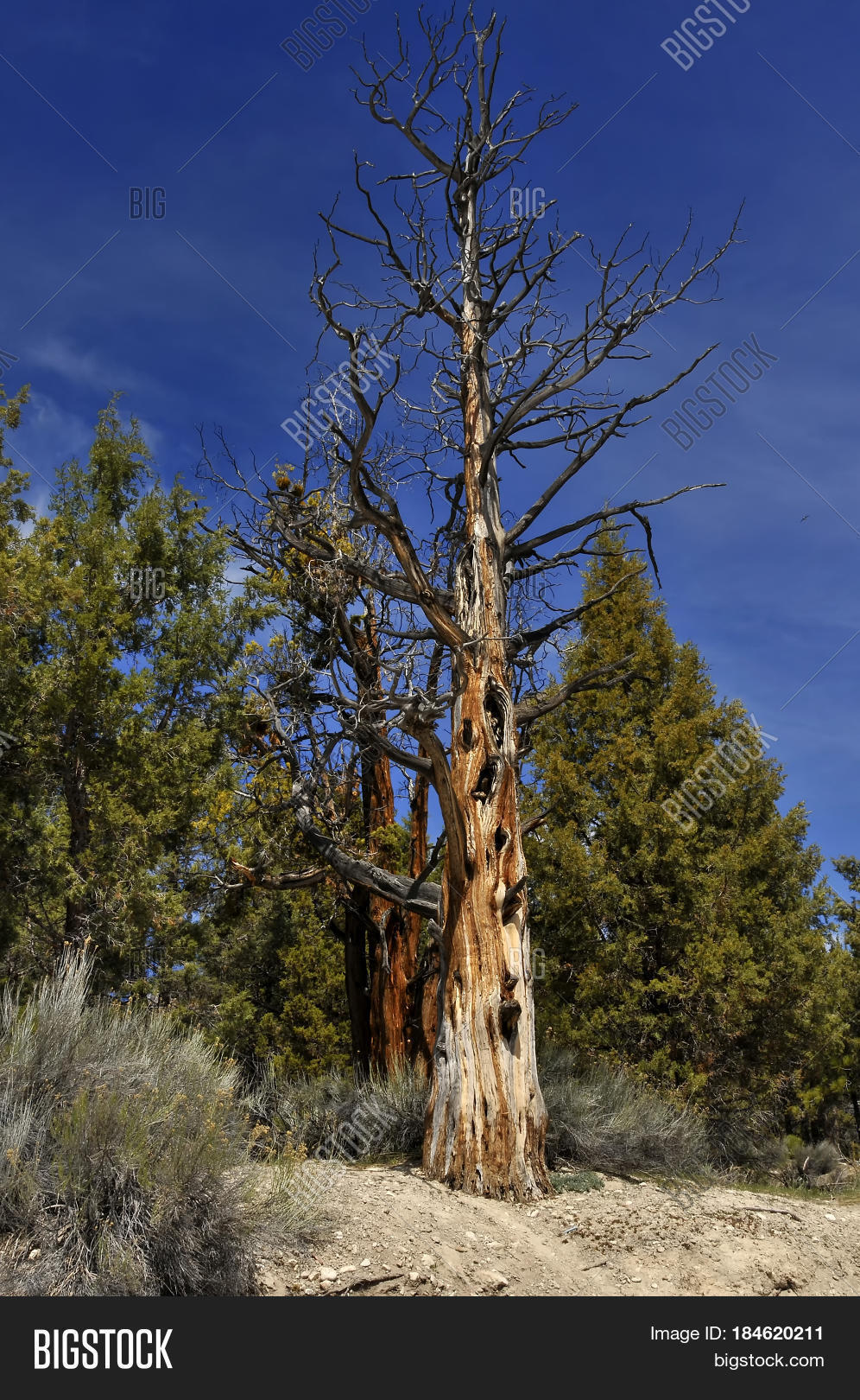 Dead Tree Forest Big Image & Photo (Free Trial) | Bigstock