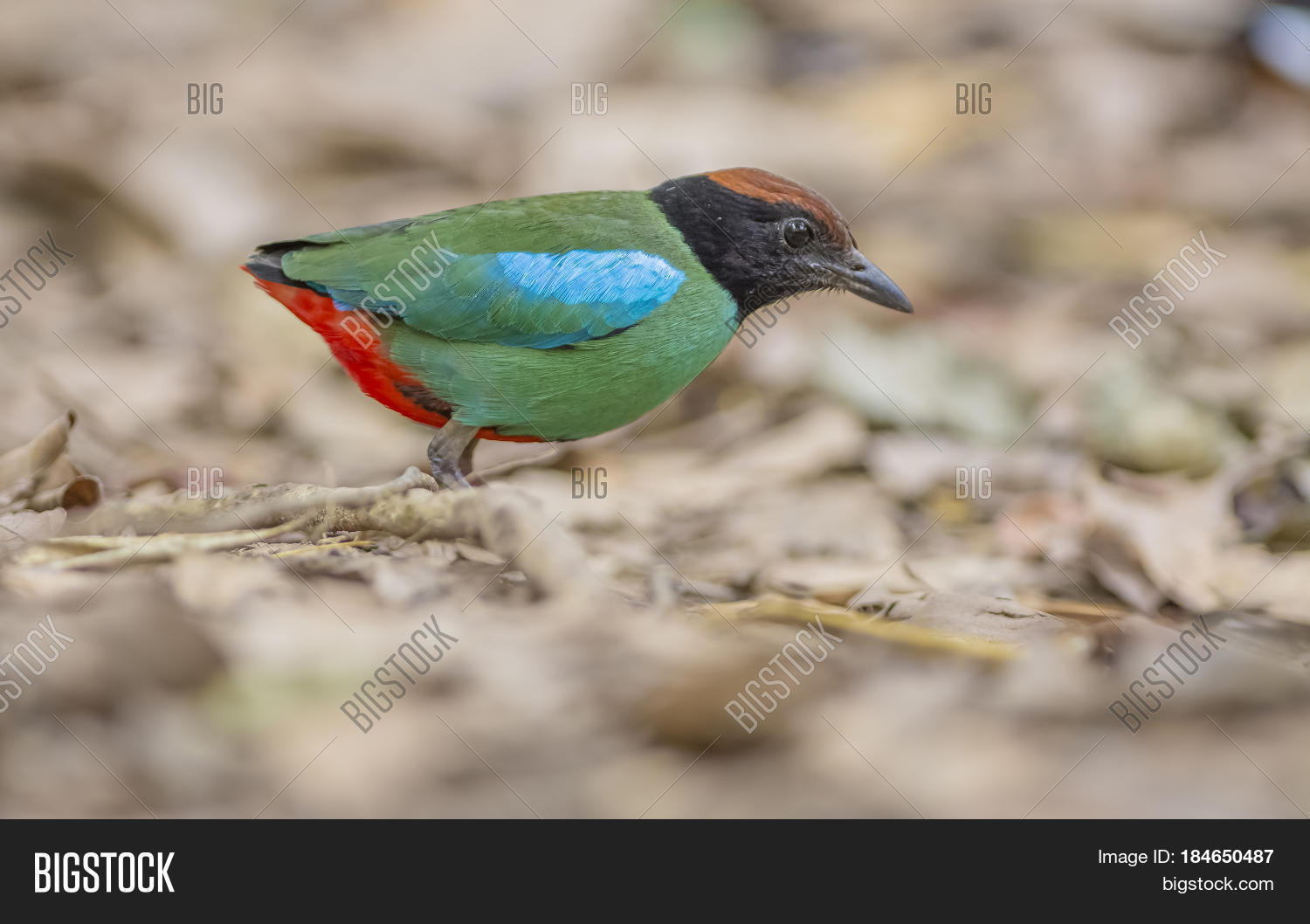 Close Hooded Pitta : Image & Photo (Free Trial) | Bigstock