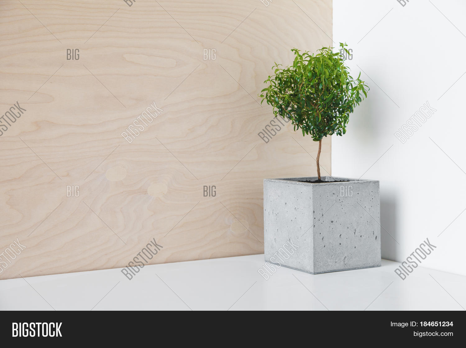Small Tree Pot Image & Photo (Free Trial) | Bigstock