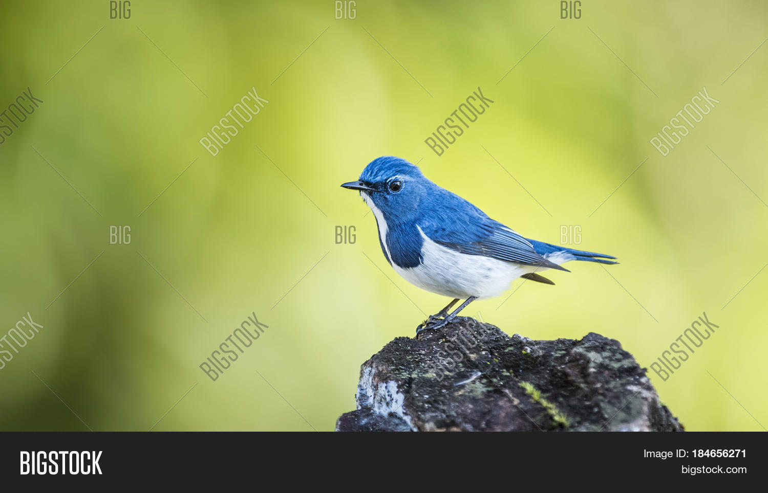 Ultramarine Flycatcher Image & Photo (Free Trial) | Bigstock