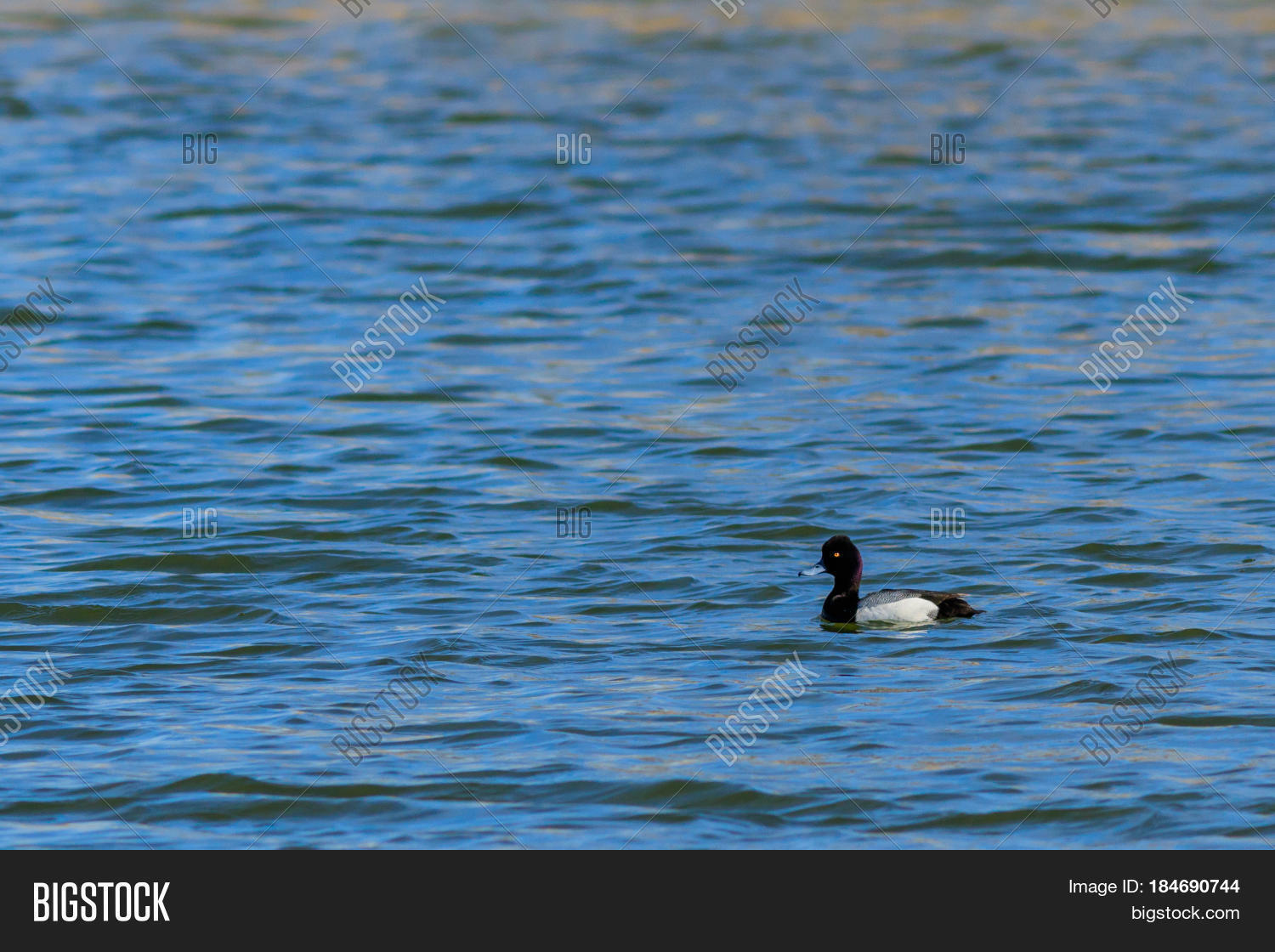 Lesser Scaup Duck Image & Photo (Free Trial) | Bigstock