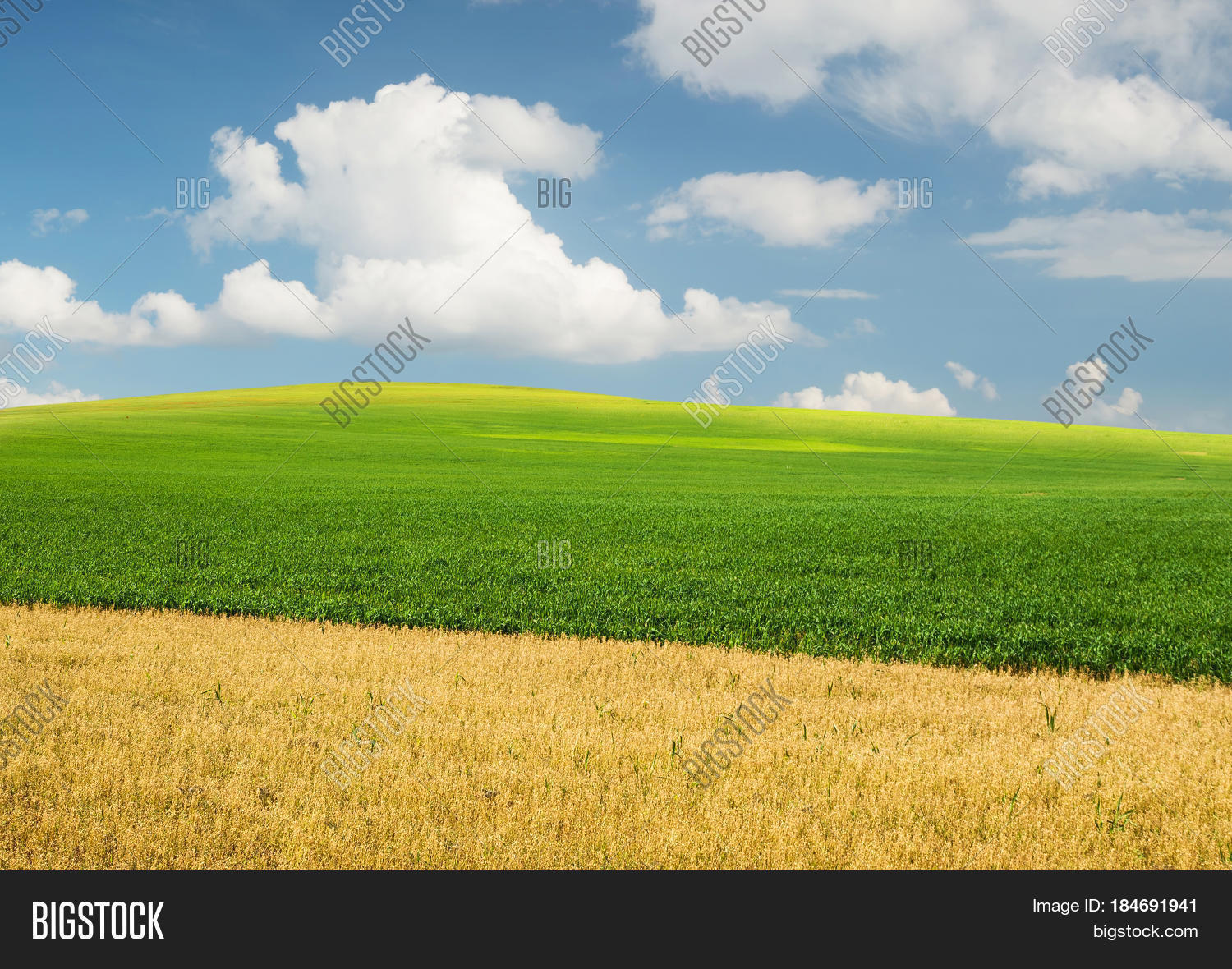 Field Summer Time. Image & Photo (Free Trial) | Bigstock
