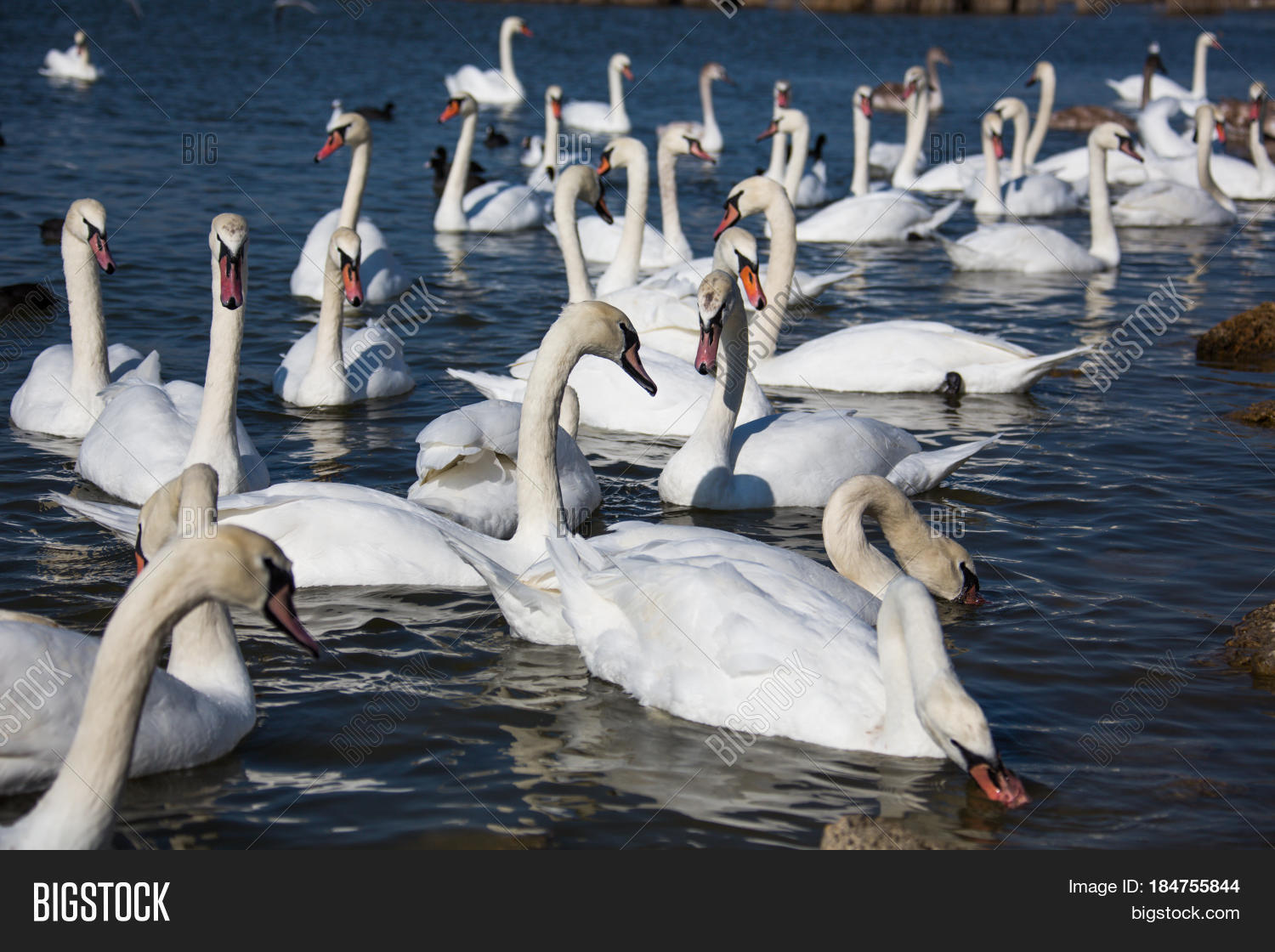 Swan Flock On Coast Image & Photo (Free Trial) | Bigstock