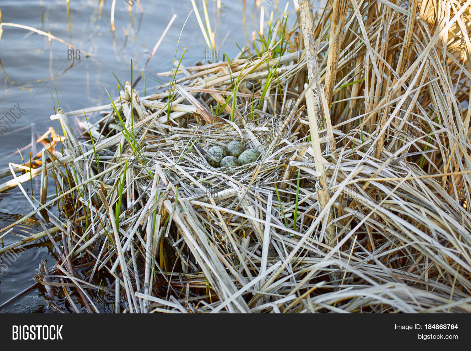 Nest On Water Eggs Image & Photo (Free Trial) | Bigstock