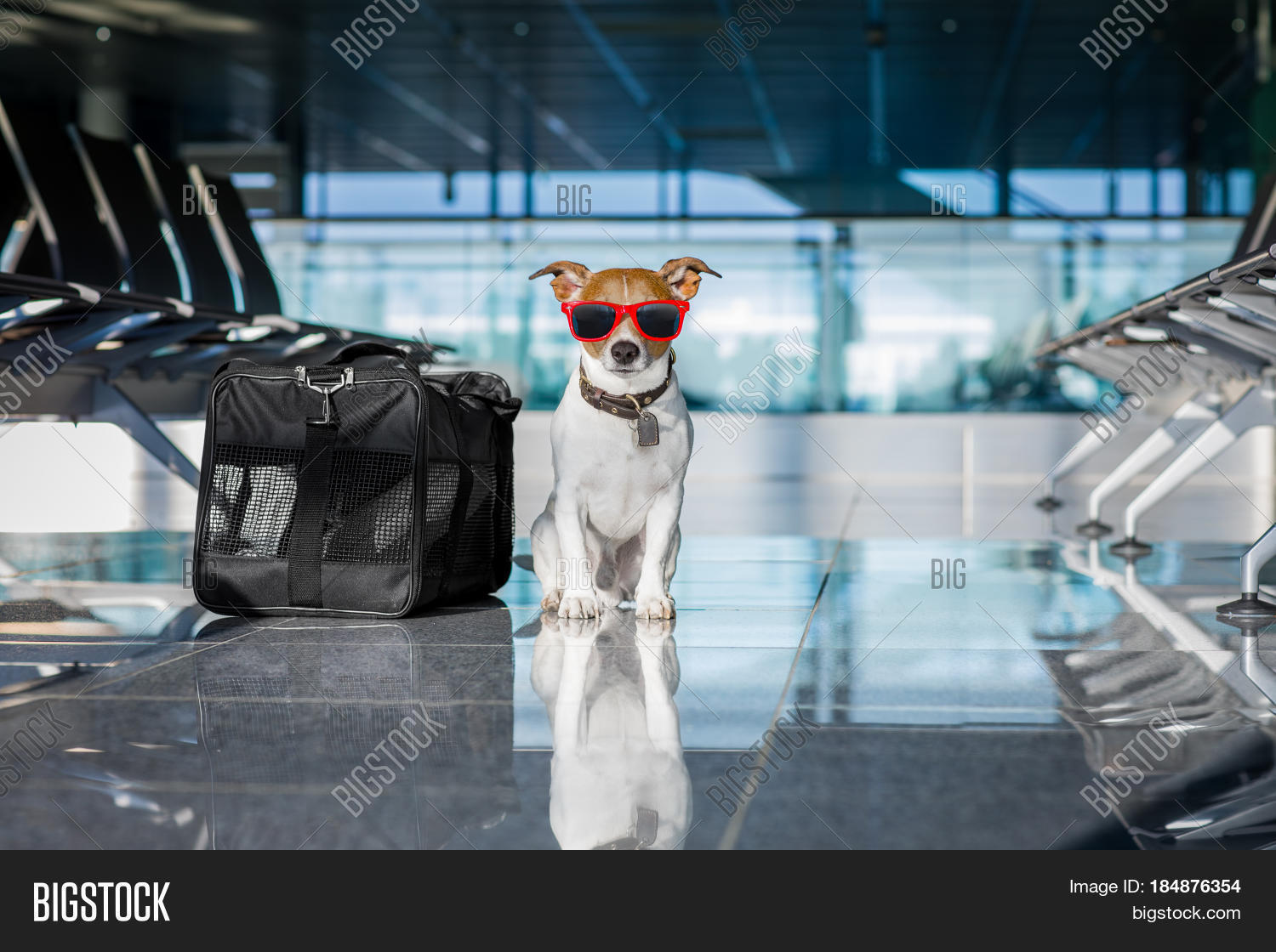 Dog Airport Terminal Image & Photo (Free Trial) | Bigstock