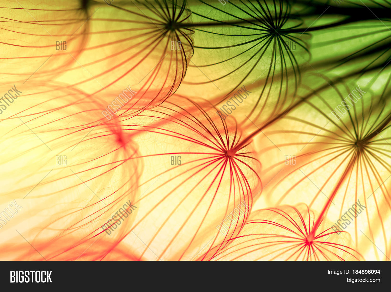 Abstract Dandelion Image & Photo (Free Trial) | Bigstock