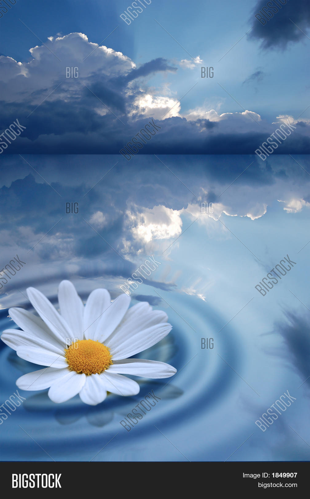 Pure Flower On Water Image & Photo (Free Trial) | Bigstock