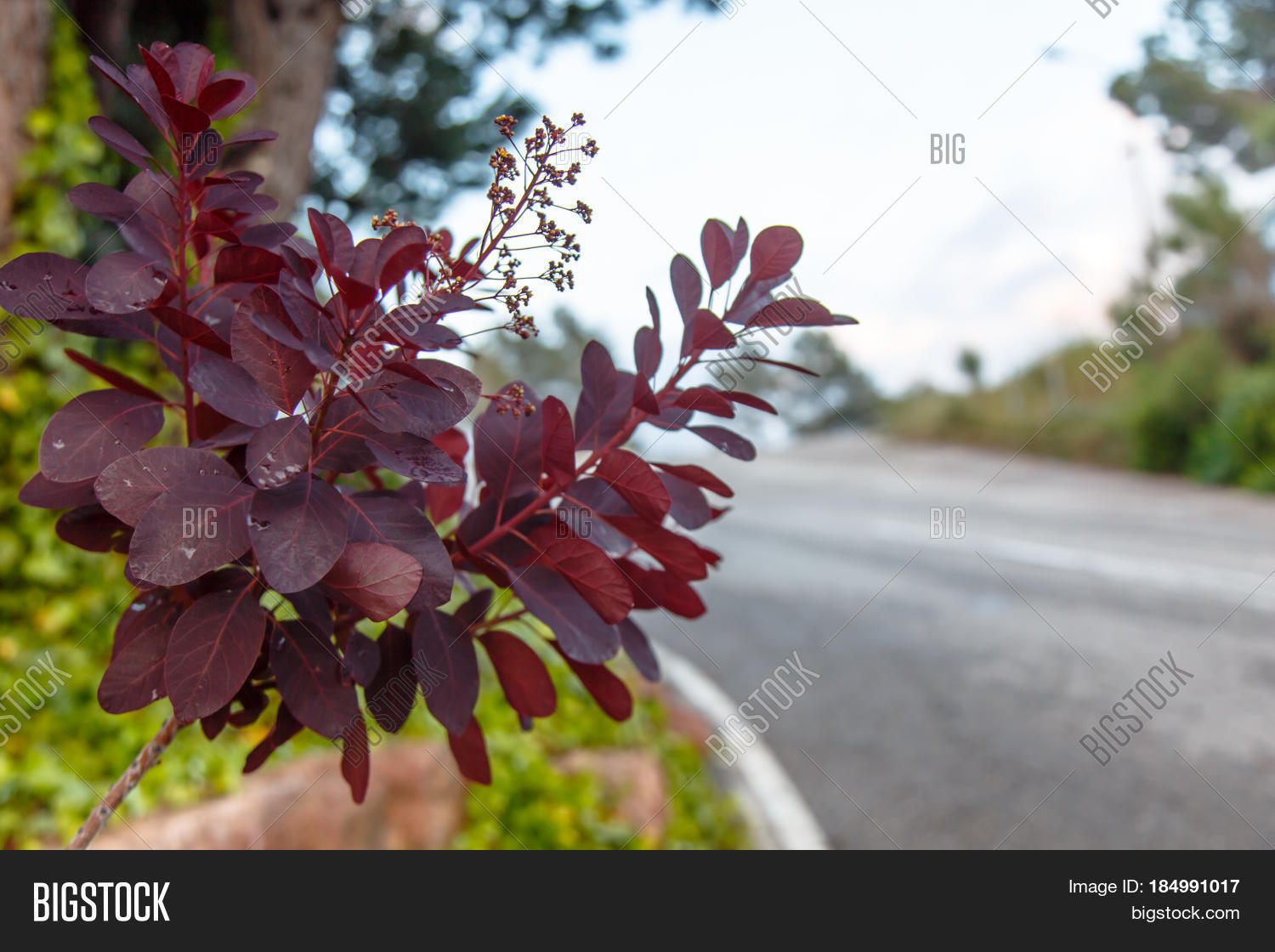 Shrubs Red Leaves, Image & Photo (Free Trial) | Bigstock