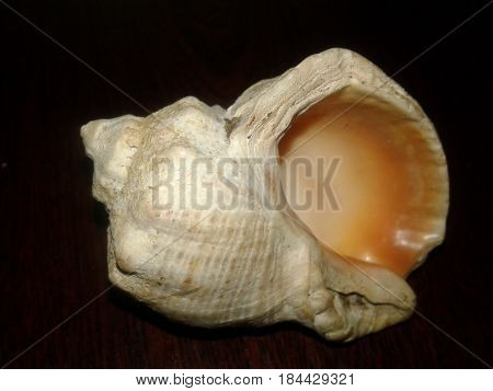 Shell - External Image & Photo (Free Trial) | Bigstock