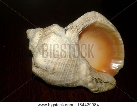 Shell - External Image & Photo (Free Trial) | Bigstock