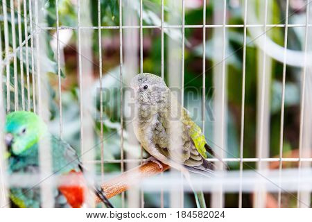 Cheerful Parrots Rare Image & Photo (Free Trial) | Bigstock
