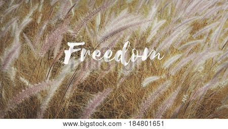 Freedom Word Overlay Image & Photo (Free Trial) | Bigstock