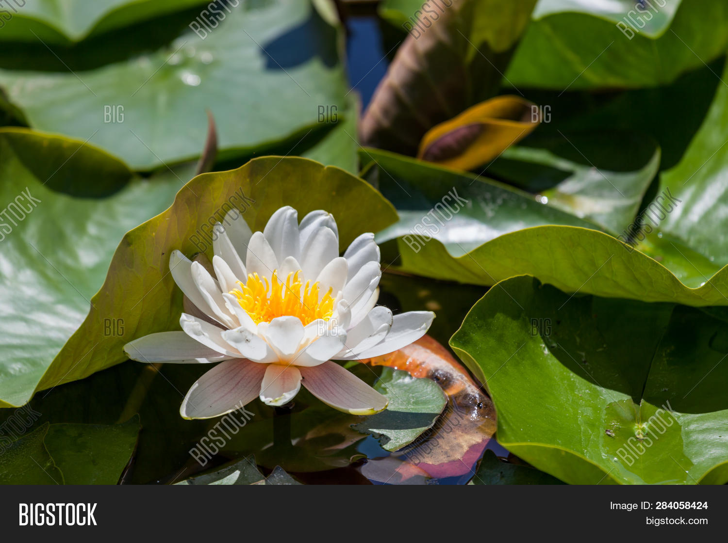 White Water Lily Image & Photo (Free Trial) | Bigstock