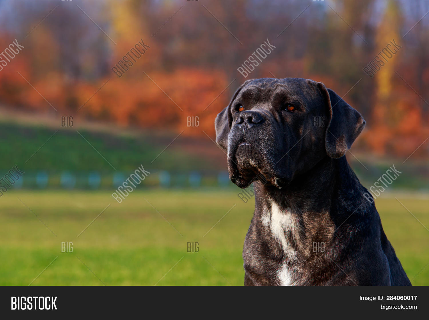 Portrait Dog Breed Image & Photo (Free Trial) | Bigstock
